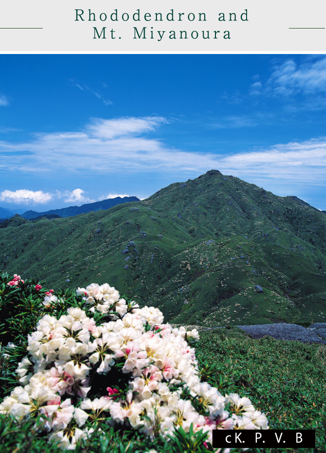 Sightseeing【Official】Yakushima Sightseeing Hotel Tashiro Annex